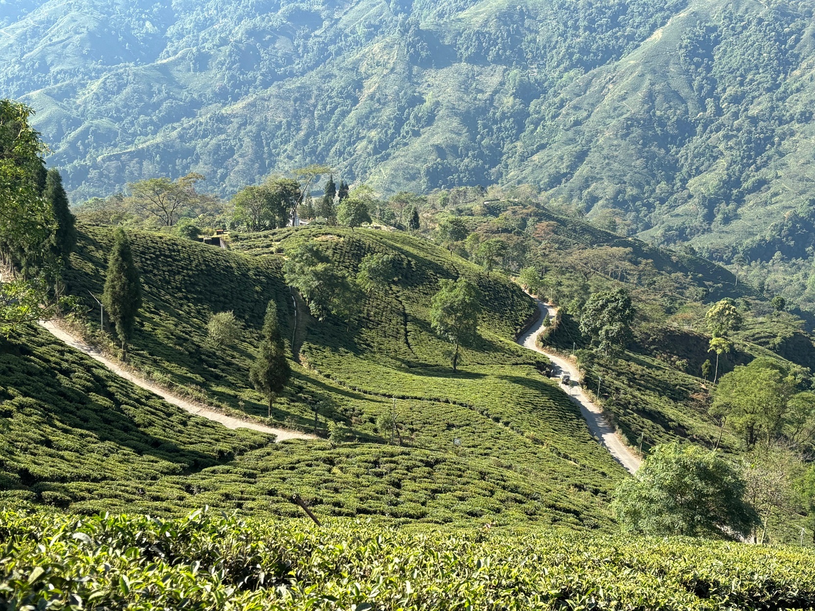 Tea village homestay - Darjeeling Kalimpong Tourism